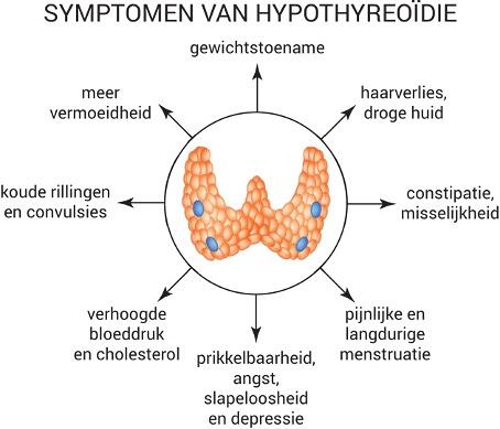 Lithium en de schildklier | Prelum Academy
