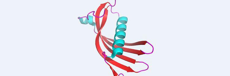 Cystatine C voor het bepalen van de nierfunctie | Prelum Academy