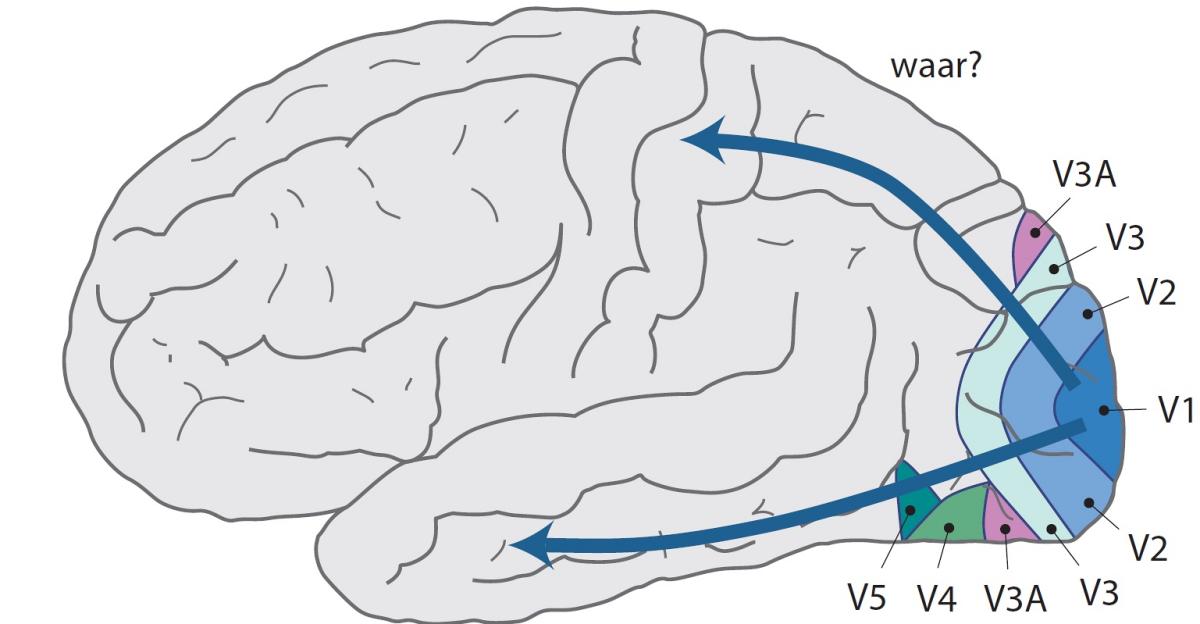 Centrale visuele verwerking | Prelum Academy