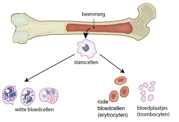 Trombocyten | Prelum Academy