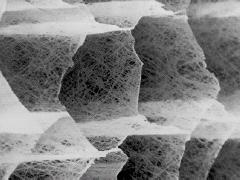 Bewegen: het vloeiend samenspel van zenuwstelsel, spiervezels en ...