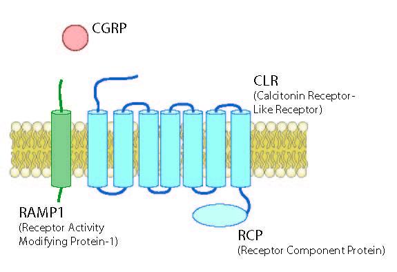CGRP als aangrijppunt voor de behandeling van migraine | Prelum Academy