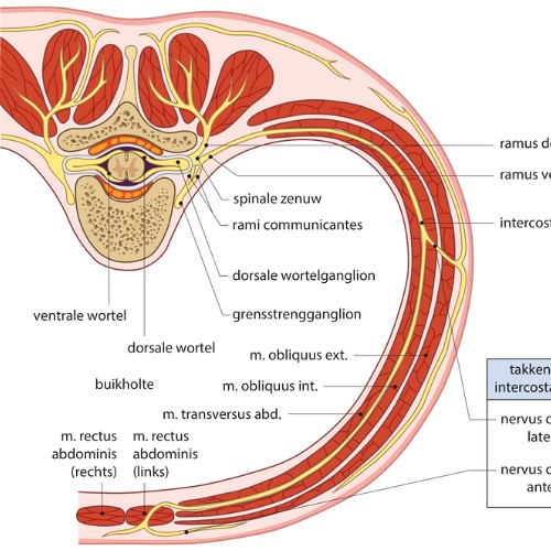Het anterior cutaneous nerve entrapment syndrome (ACNES) | Prelum Academy